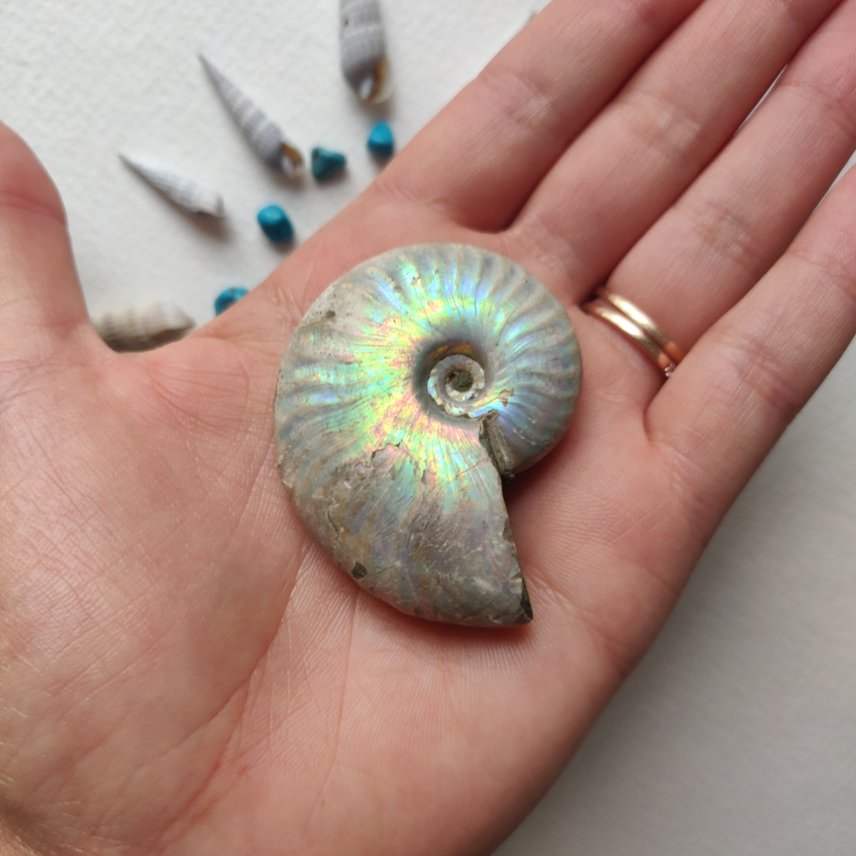 Small Opalized Ammonite (#22) – Simply Affinity